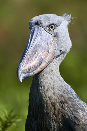 'Shoebill stork (Balaeniceps rex) portrait. Swamps of Mabamba, Lake ...