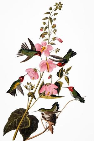 'Audubon: Hummingbird' Giclee Print - John James Audubon | Art.com