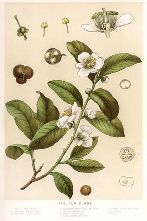 'Botanical Image of Tea Plant' Art Print | Art.com
