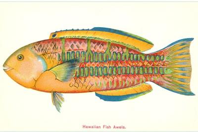 'Hawaiian Fish, Awela' Art Print | Art.com