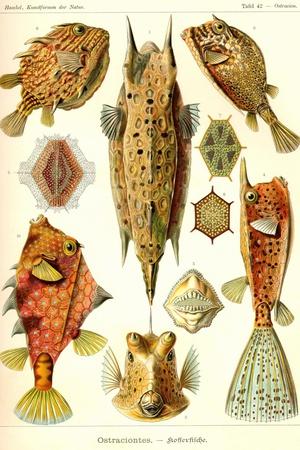 'Boxfish' Art Print - Ernst Haeckel | Art.com