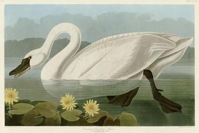 'Common American Swan' Giclee Print - John James Audubon | Art.com