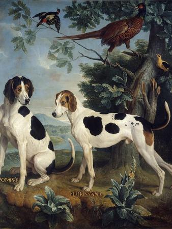 'Pompee and Florissant, Dogs of Louis XIV by Francois Desportes' Giclee ...