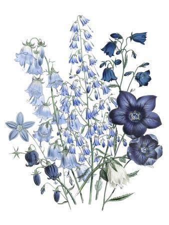 'Loudon Florals IV' Art Print - Jane W^ Loudon | Art.com