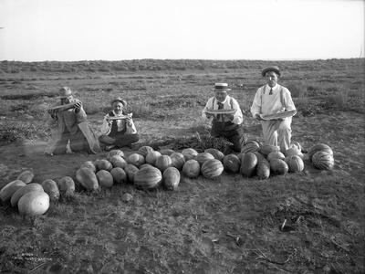 'Men Eating Watermelon in Field Near Moses Lake, WA, 1911' Giclee Print ...
