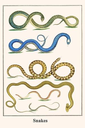 'Snakes' Art Print - Albertus Seba | Art.com