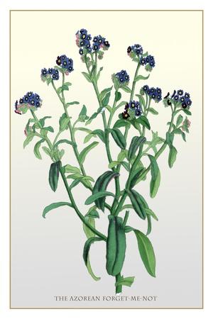 'The Azorean Forget-Me-Not' Art Print | Art.com