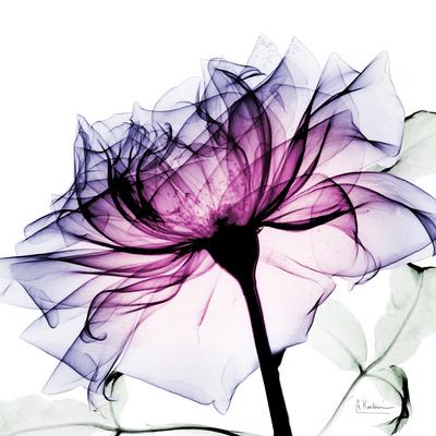 'Leni Rose 1' Art Print - Albert Koetsier | Art.com