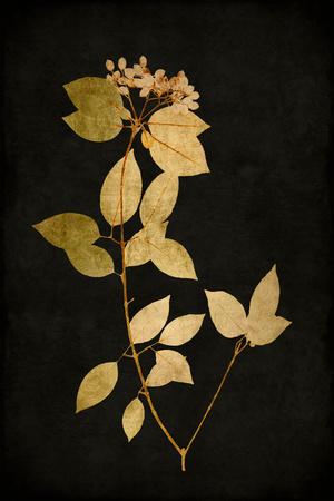 Golden Nature VI Art Print - Kate Bennett | Art.com