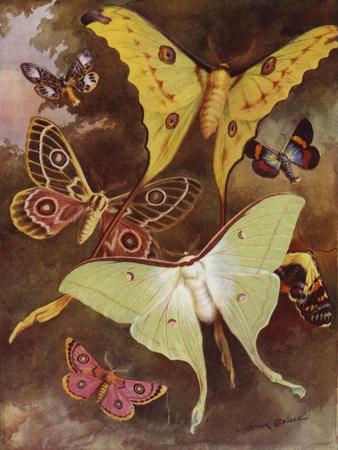 'Beautiful Butterflies: Various Moths, with the Most Wonderful Moth in ...