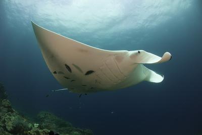 'Underside View of a Giant Oceanic Manta Ray, Raja Ampat, Indonesia ...