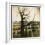 'Urban Paris Landscape with Tree' Photographic Print - Kevin Cruff ...