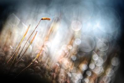 'Garden Moss' Photographic Print - Ursula Abresch | Art.com
