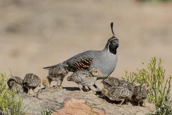 USA, Arizona, Amado. Male Gambel's Quail and Chicks on a Rock ...