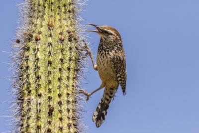 'USA, Arizona, Sonoran Desert. Cactus wren perched on cactus thorns ...