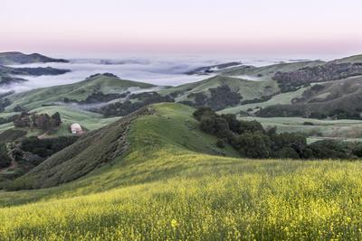 'USA, California, Near Paso Robles, Mustard Hill Dawn' Photographic ...