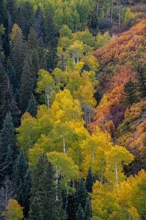 'USA, Colorado, Uncompahgre National Forest. Overview of aspen and ...