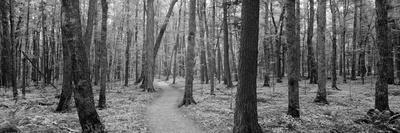 'Usa, Michigan, Black River National Forest, Walkway Running Through a ...