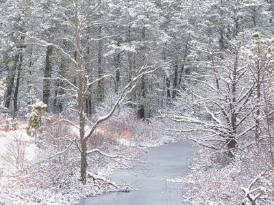 'USA, New Jersey, Pine Barrens National Preserve. Winter scenic of ...