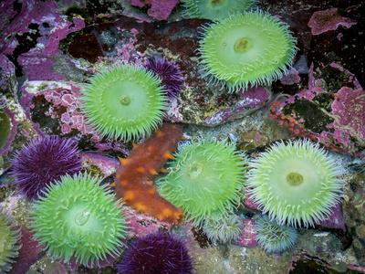 'USA, Oregon, Newport. Green sea anemones and orange sea slug in tide ...