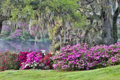 'USA, South Carolina, Charleston, Calm Among the Flowers' Premium ...