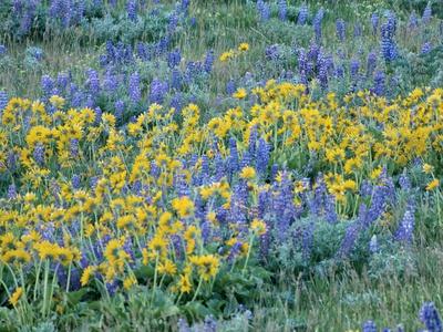 'USA, Washington State. Fence line with spring wildflowers ...