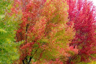 'USA, Washington State, Issaquah with fall colored Maple trees along ...