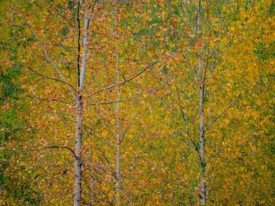 'USA, Washington State, Preston and Cottonwood trees in fall colors ...