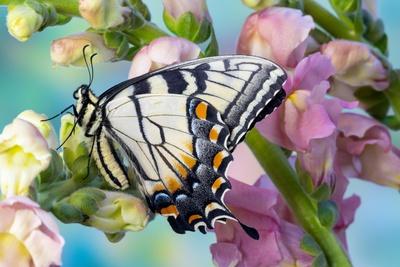 'USA, Washington State, Sammamish. Eastern tiger swallowtail butterfly ...