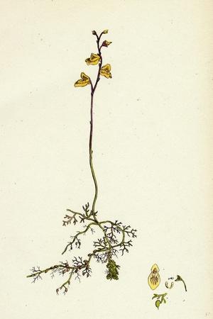 Utricularia Minor Lesser Bladderwort Giclee Print | Art.com