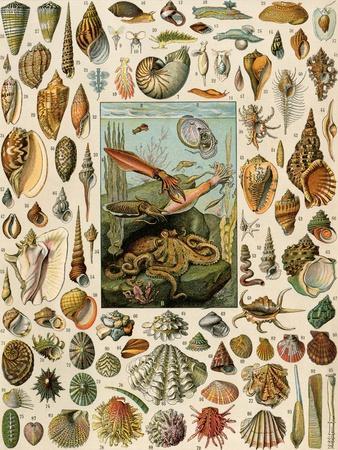 Varieties of Molluscs, with Scallops, Clams, Conches, Snails and Squid ...