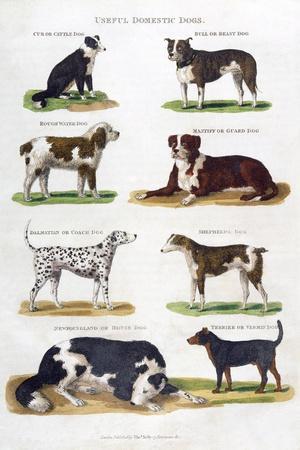 'Various Dogs of 1810' Art Print | Art.com