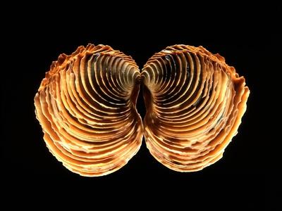 'Venus clam shell' Photographic Print | Art.com