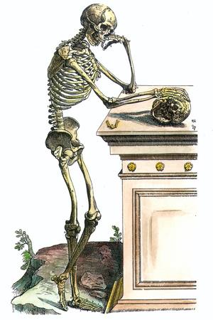 'Vesalius: Skeleton, 1543' Giclee Print - Andreas Vesalius | Art.com