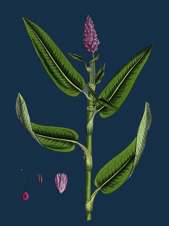 'Vicia Gracilis; Many-Seeded Slender Tare' Giclee Print | Art.com