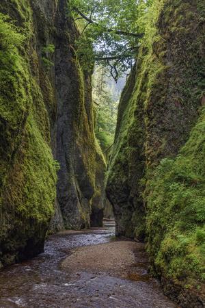 'View from bottom of Oneonta Gorge, Columbia River Gorge National ...