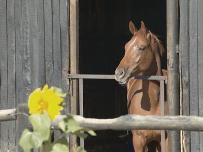 'View of a horse in a stable' Photographic Print | Art.com