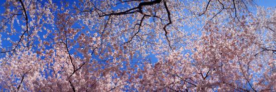 View of Cherry Blossom Trees, Washington State, USA Photographic Print ...