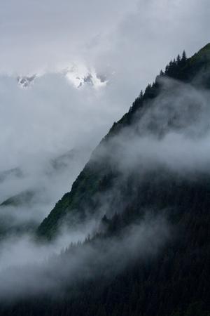 View of Forest in Mist, Barry Arm, South East Alaska (Photo) Giclee ...