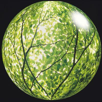 'View of Tree in Sphere' Photographic Print | Art.com