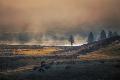 'Bison Mist Landscape, Yellowstone National Park, Wyoming' Photographic ...
