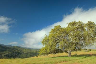Oak Tree and Central Valley Hills, California Photographic Print ...