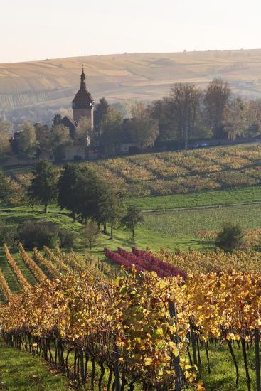 Vineyards in Autumn, German Wine Route, Pfalz, Rhineland-Palatinate ...