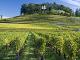 'Vineyards, St. Emilion, Gironde, France, Europe' Photographic Print ...