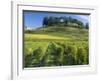 'Vineyards, St. Emilion, Gironde, France, Europe' Photographic Print ...