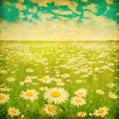 Field Of Daisies Vintage