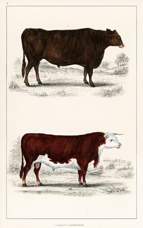 'Animated Nature – A Portrait of an Ox and Bull' Art Print - Vintage ...