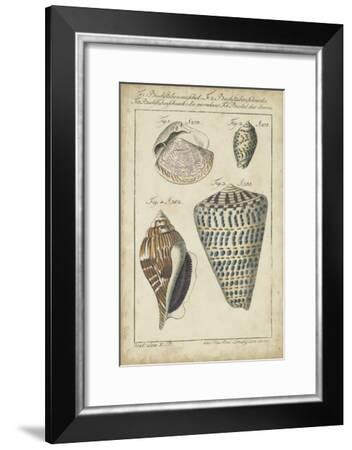 Vintage Shell Study II Art Print by Martini | Art.com