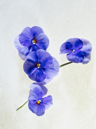 'Violets, Blossoms, Violet, Blue, Viola Odorata' Photographic Print ...