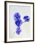 'Violets, Blossoms, Violet, Blue, Viola Odorata' Photographic Print ...